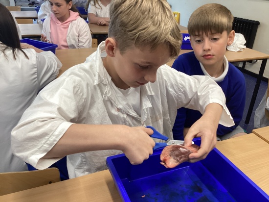 St George's Primary School - Heart Dissection in Year 6!